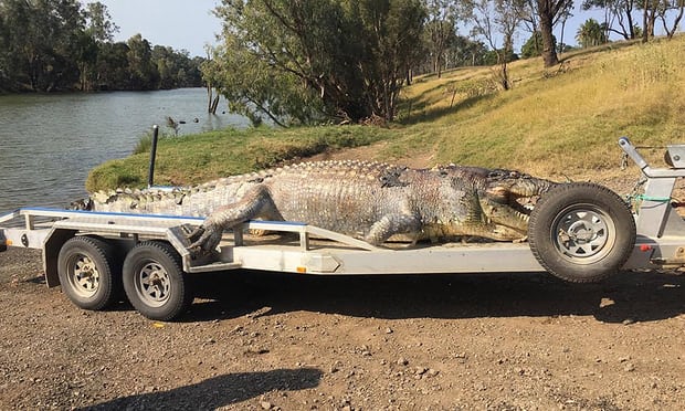 Responsible citizen shoots 5.2m crocodile near Rockhampton – www ...