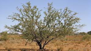 Prickly acacia thickening overtakes valuable grazing lands after record ...