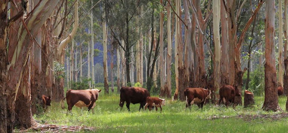 Lack of proper management, not climate change, causes tree dieback ...
